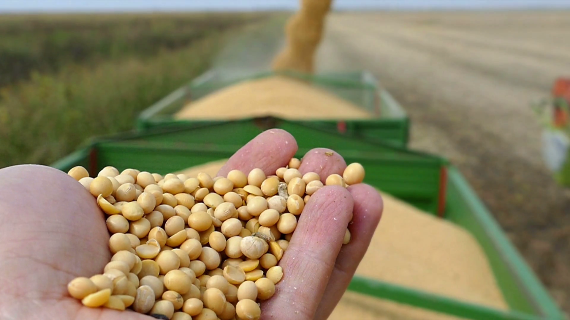 Sustainable Soy - Schouten, specialist in plant-based protein